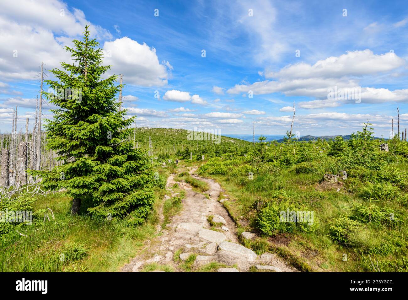 Bohemian forests hi-res stock photography and images - Alamy