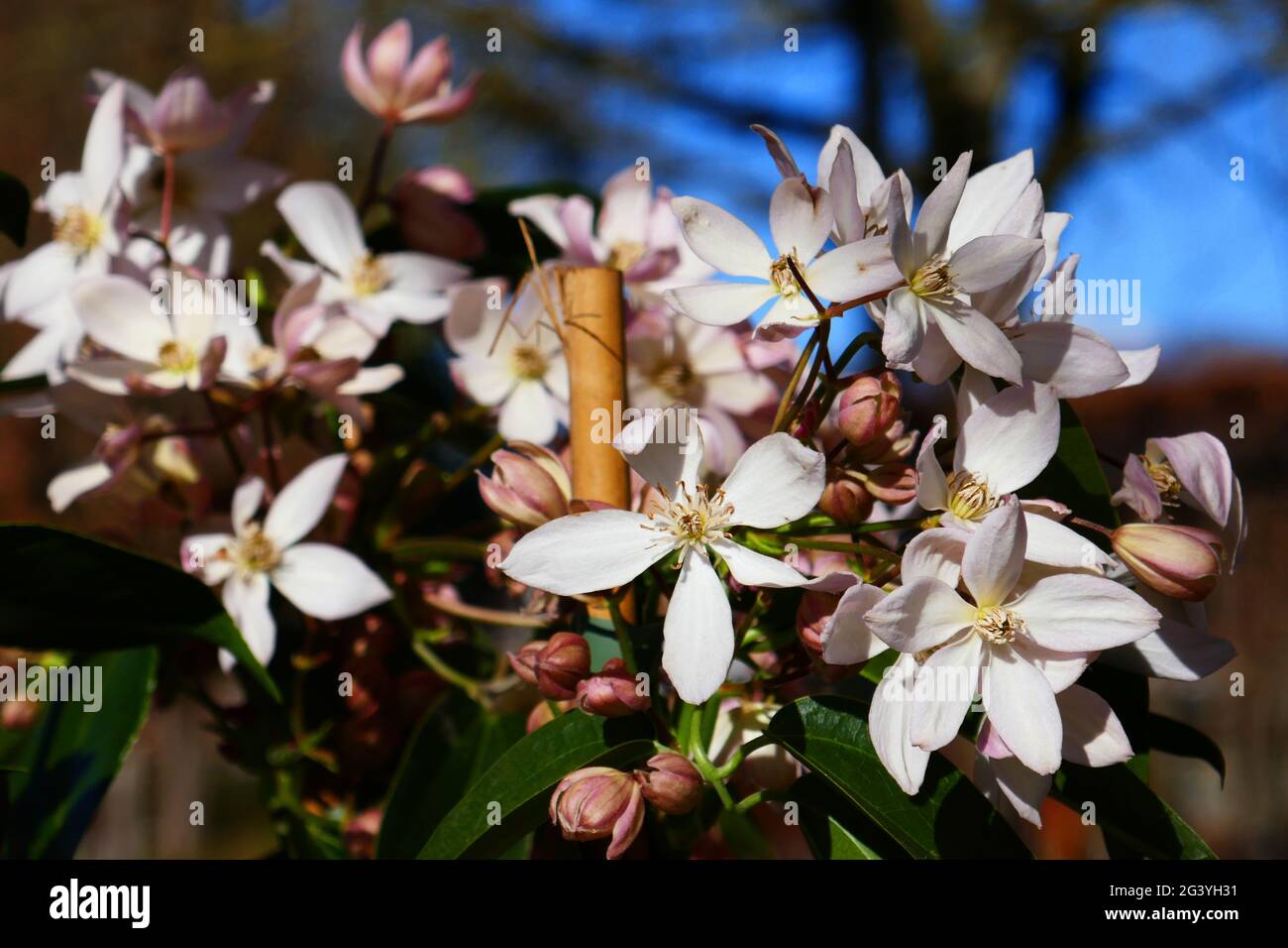 Clematis hendersonii rubra hi-res stock photography and images - Alamy