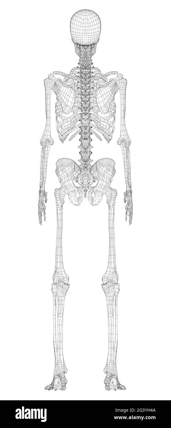 Human skeleton. Vector Stock Vector Image & Art - Alamy