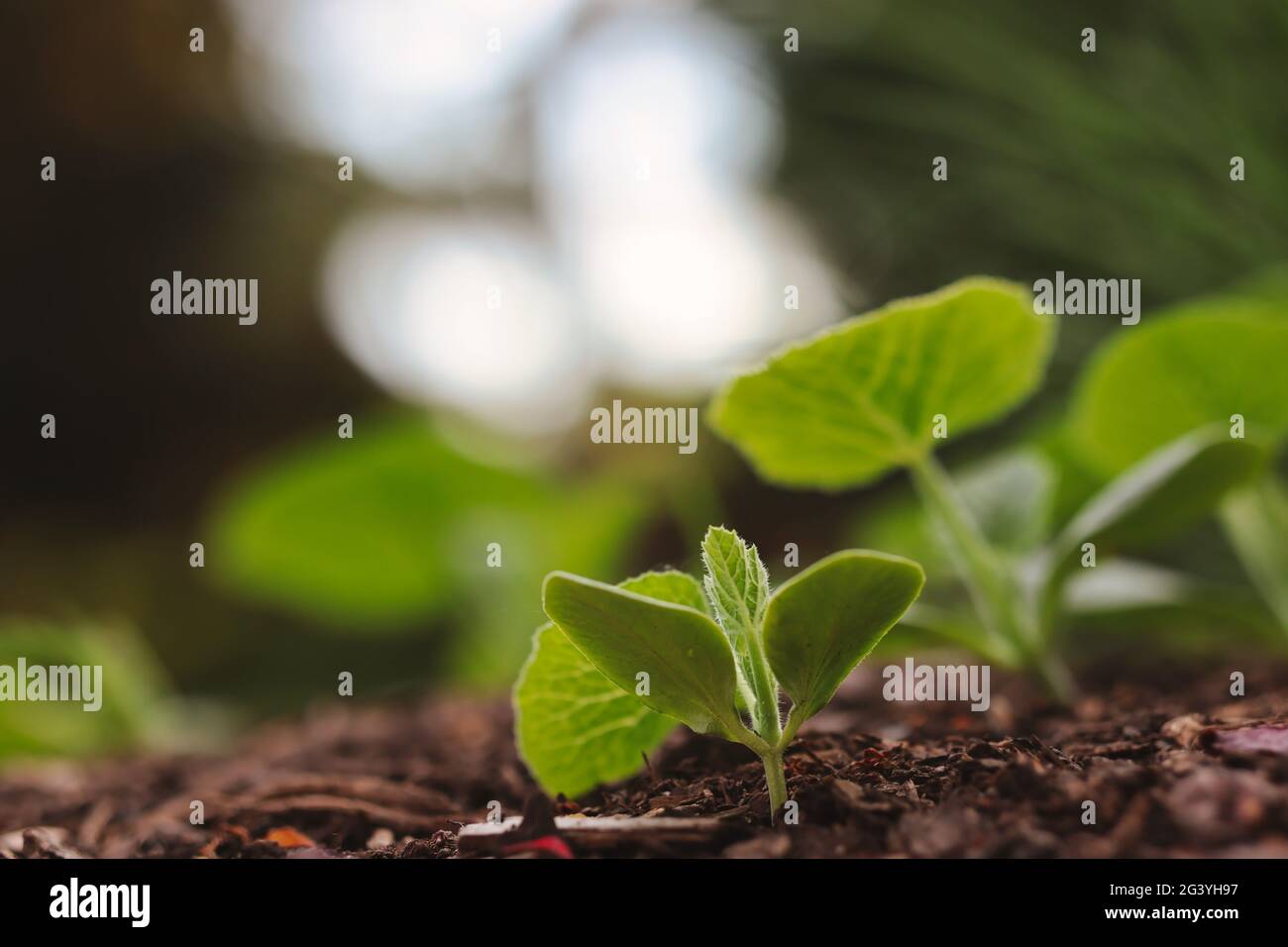 Little Green Sprout of Growing Pumpkin with Natural Bokeh Background ...