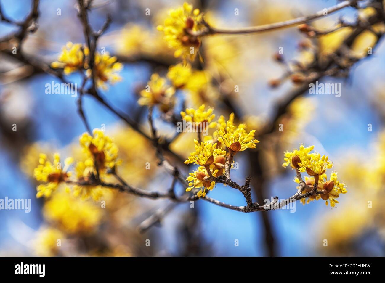 Cornus Officinalis or Sansuyu Stock Photo - Alamy