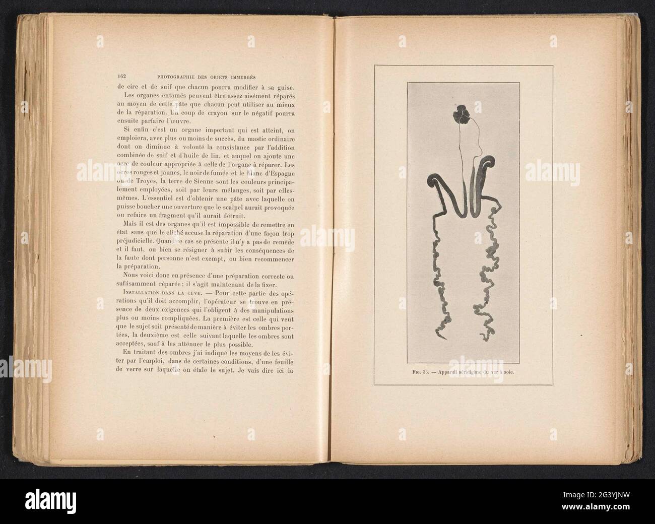 Zijdeorgaan Van Een Zijderups; Silkworm sericigenic appliance. Foto in ...