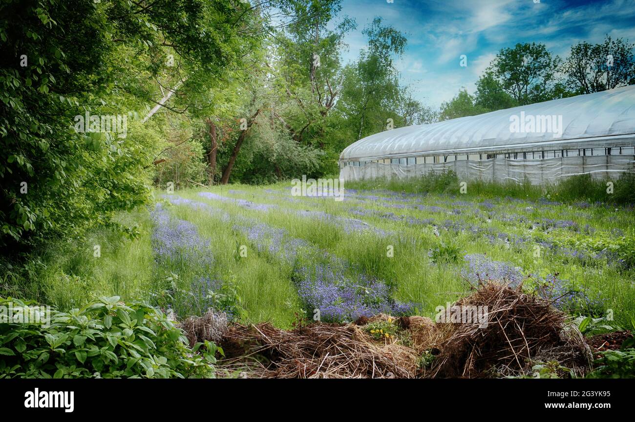 Greenhouse and flowers cultivation in a green environment Stock Photo ...