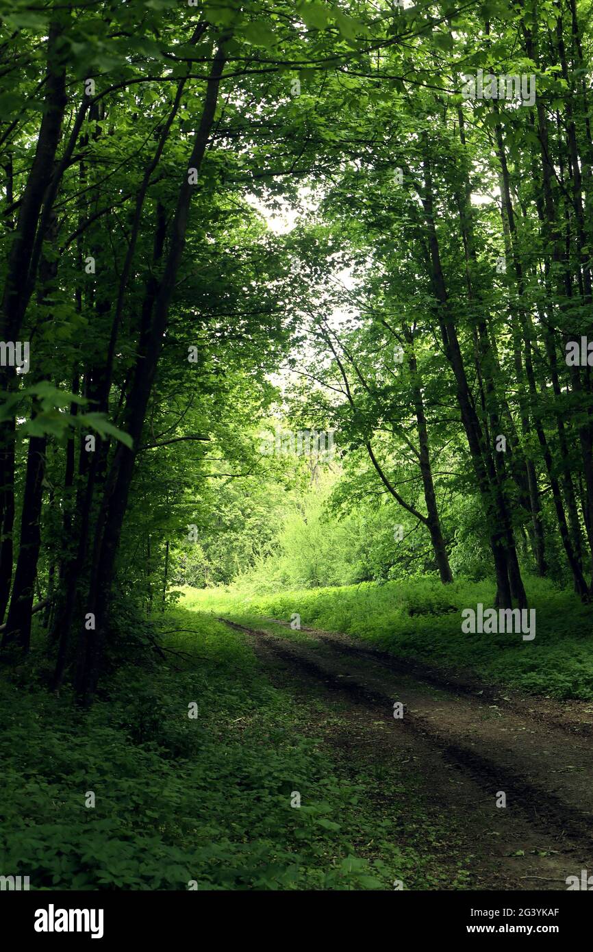 summer trail in the green under the shadow of high trees Stock Photo ...
