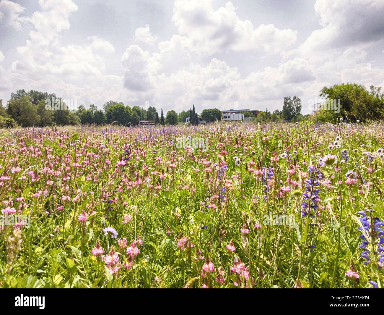 Colorful wild flowers hi-res stock photography and images - Alamy