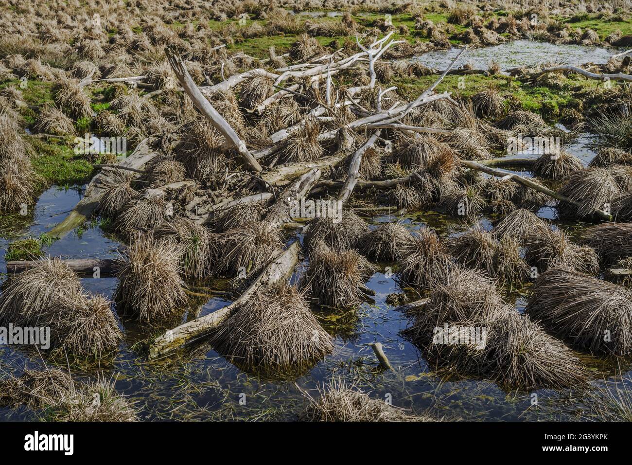 Tree remains in the swamp Stock Photo - Alamy