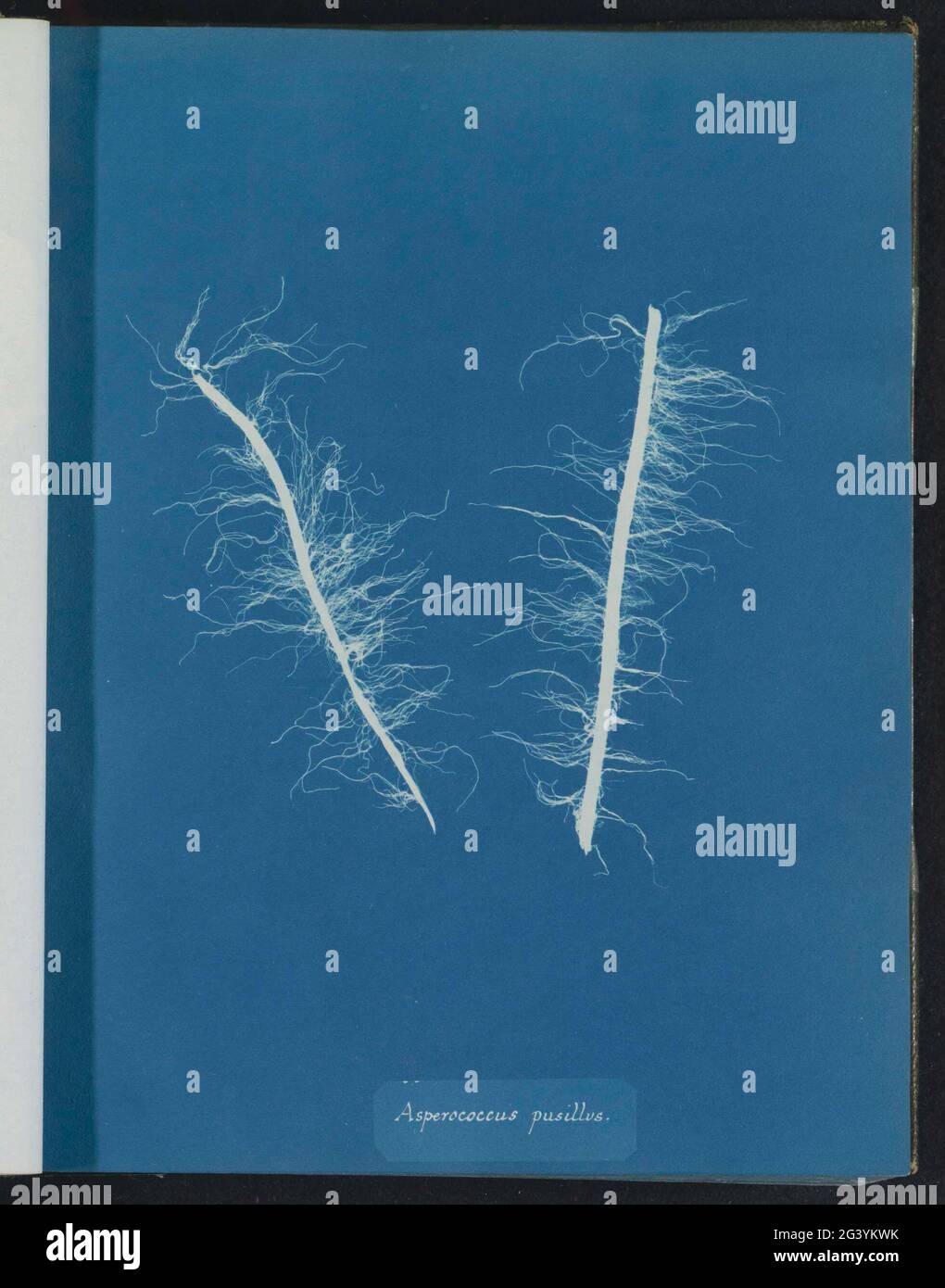 Zeewier hi-res stock photography and images - Alamy