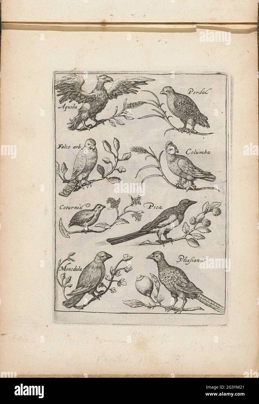 Eagle, partridge and other birds; Birds; Avium vivae icones ...