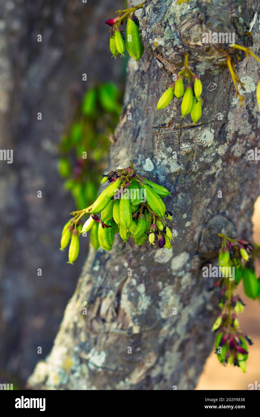 Pickles growing on a tree in Viñales, Cuba Stock Photo - Alamy