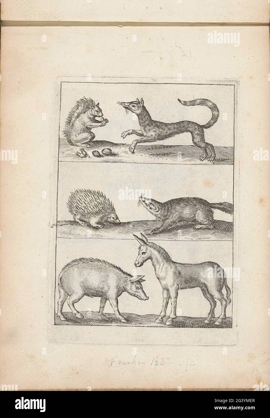Squirrel, hedgehog, donkey, pig and other animals; Land animals ...