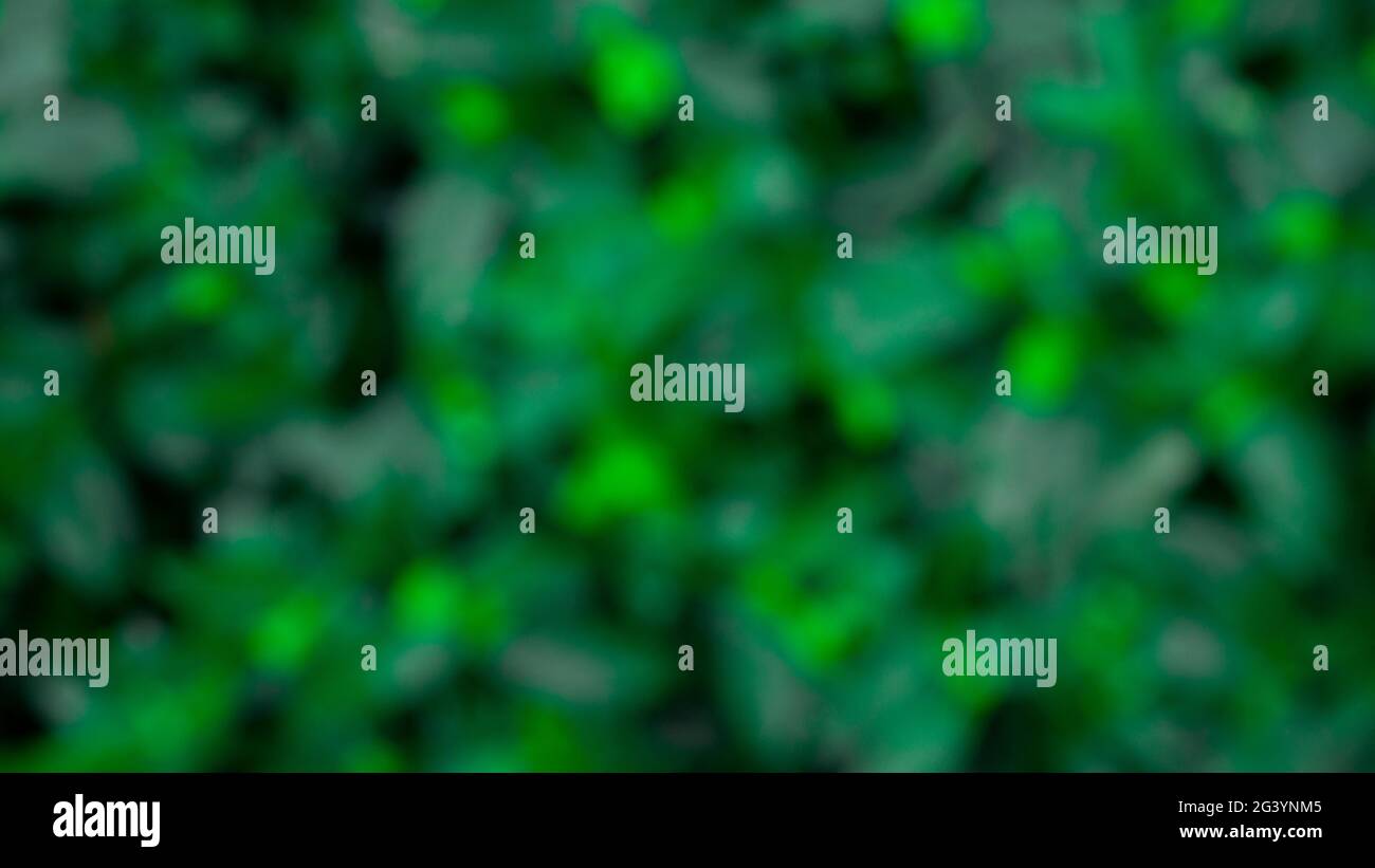 Indonesian Green bokeh out of focus blur background from flower garden ...