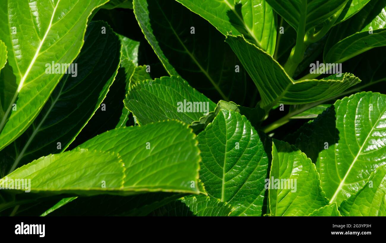 Indonesian Hydrangea Serrata leaves are beautiful light green in the flower garden Stock Photo ...