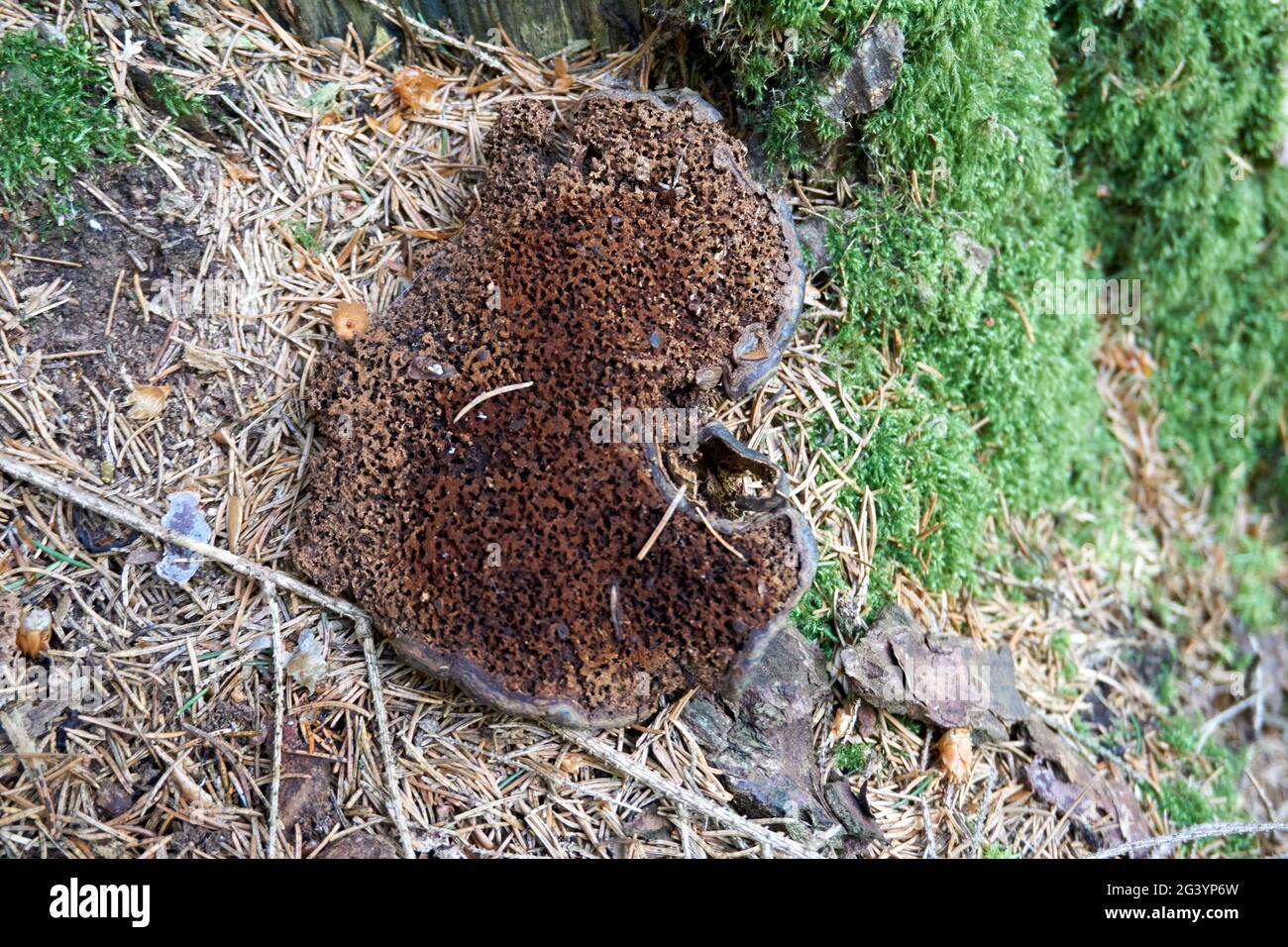 Closeup shot of an ant colony in the forest at daylight Stock Photo - Alamy