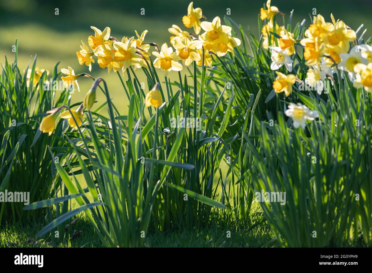 Different types of daffodils in sunshine Stock Photo - Alamy