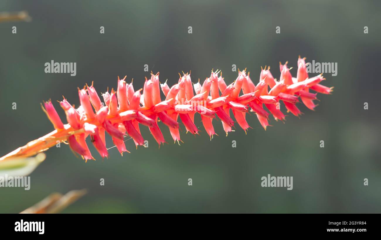 Indonesian Red galangal flower with blur background or out of focus ...