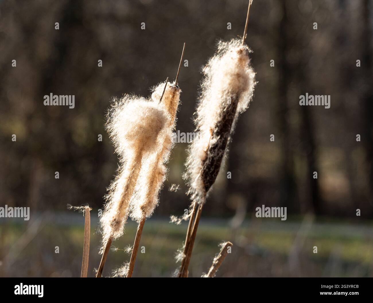 Reed in focus hi-res stock photography and images - Alamy