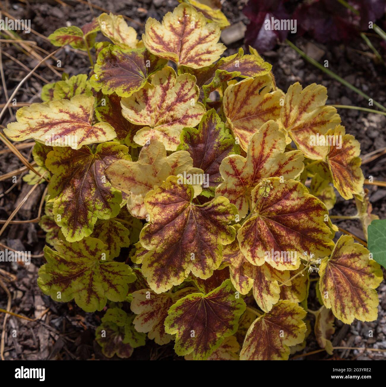 Heucherella hi-res stock photography and images - Alamy