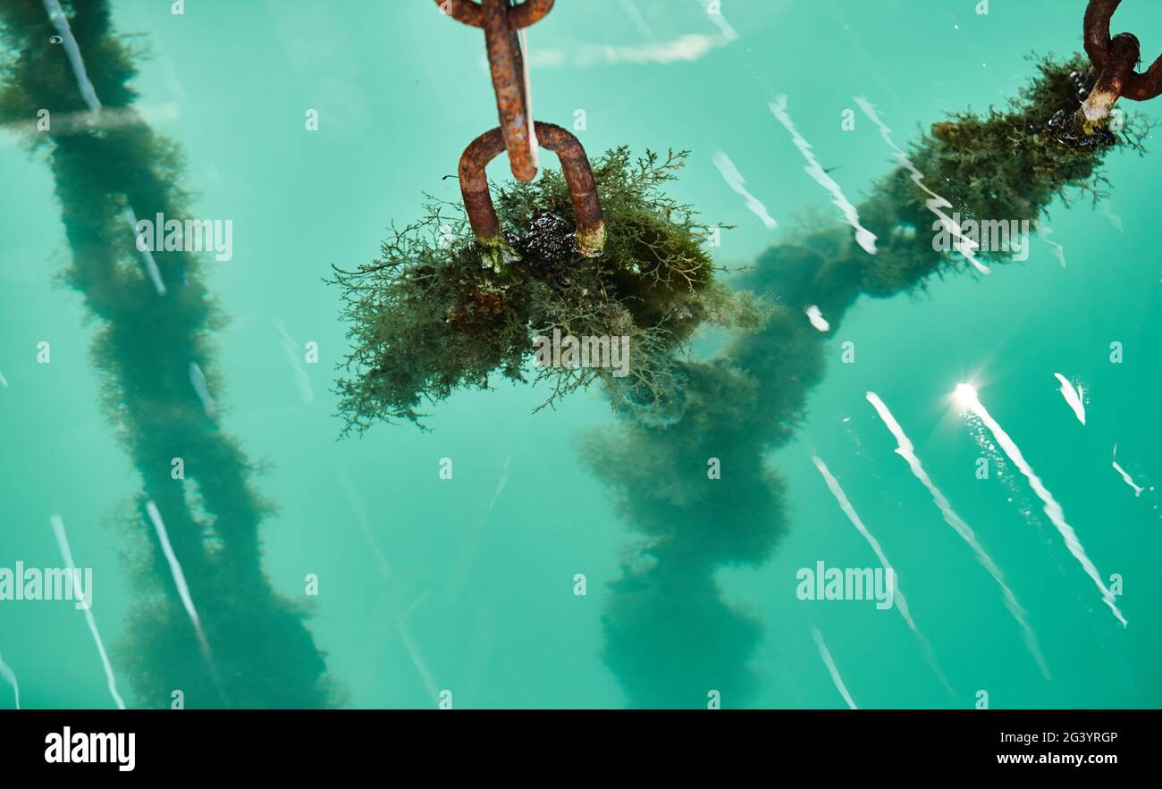 Chain with an anchor under water covered with green seaweed, azure ...