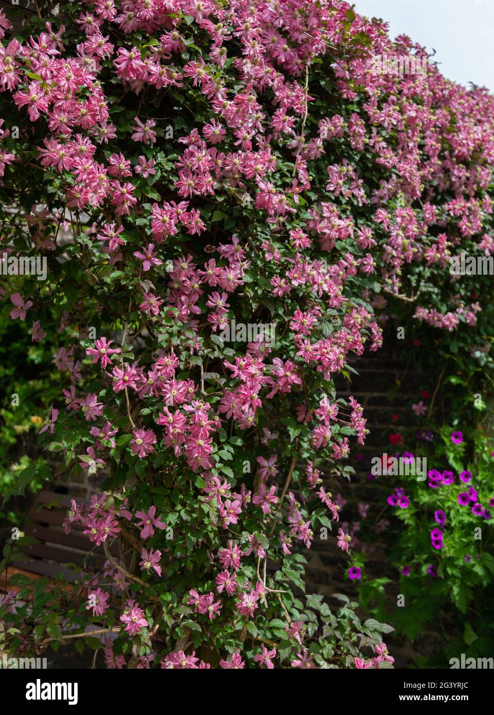 Plant climbing frame hi-res stock photography and images - Alamy