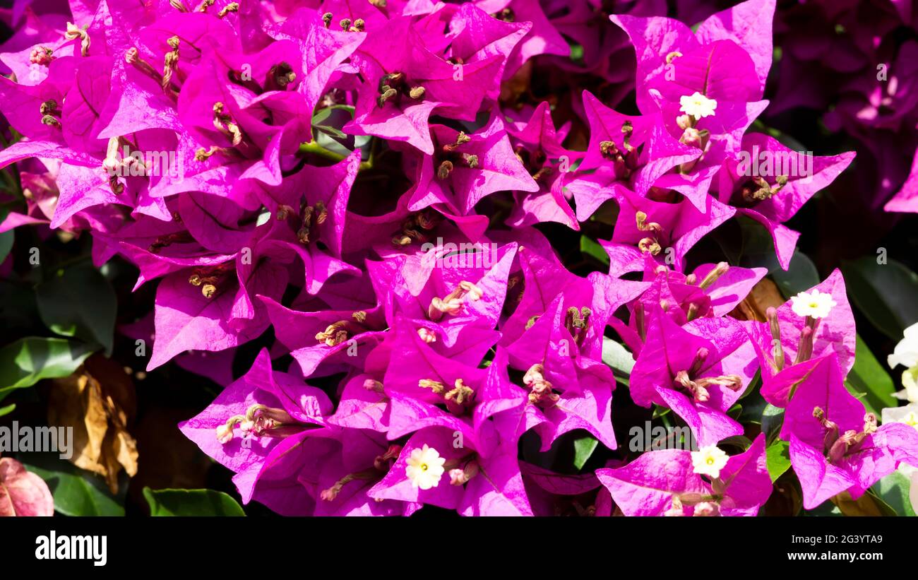 Magenta bougainvillea paper flowers hi-res stock photography and images ...