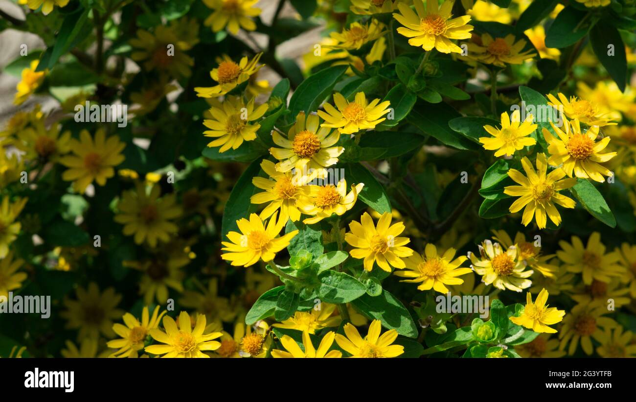 Indonesian Ornamental plants such as sunflowers with small yellow sizes ...