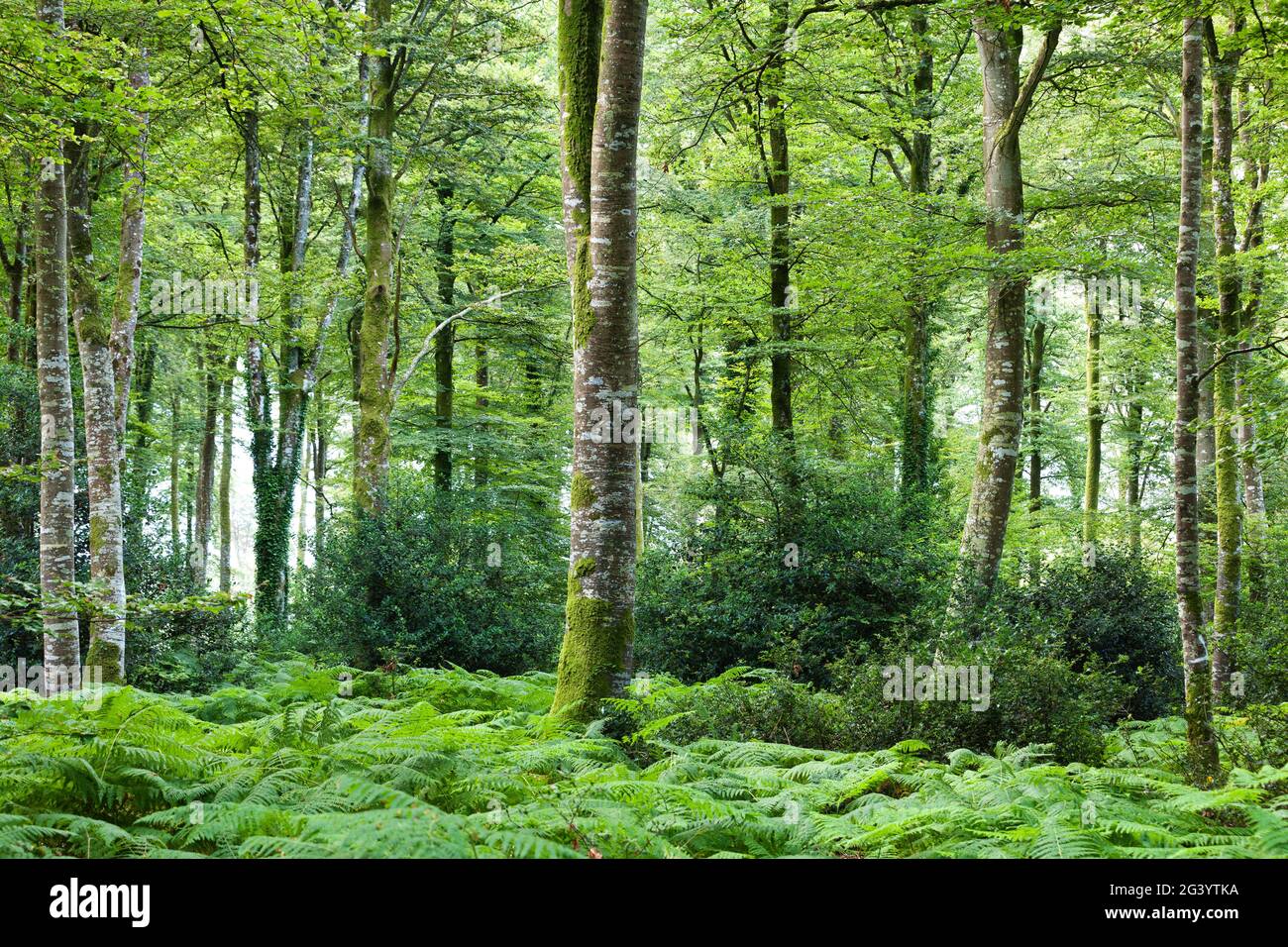 Photos de la forêt hi-res stock photography and images - Alamy