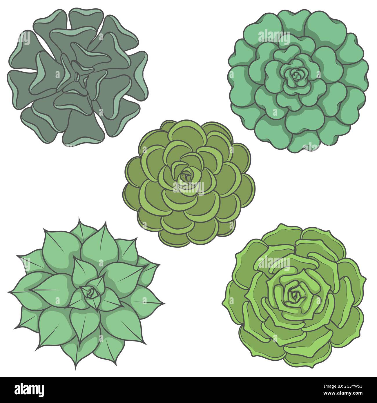 Set of images with ornamental plants. Isolated objects on white ...