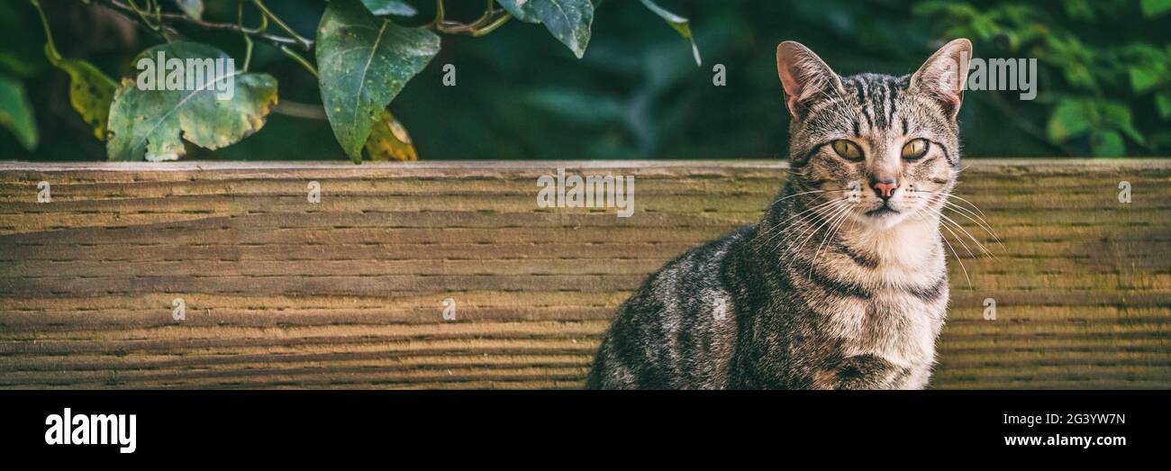 Cat outside - house pet or street cats panoramic banner background ...