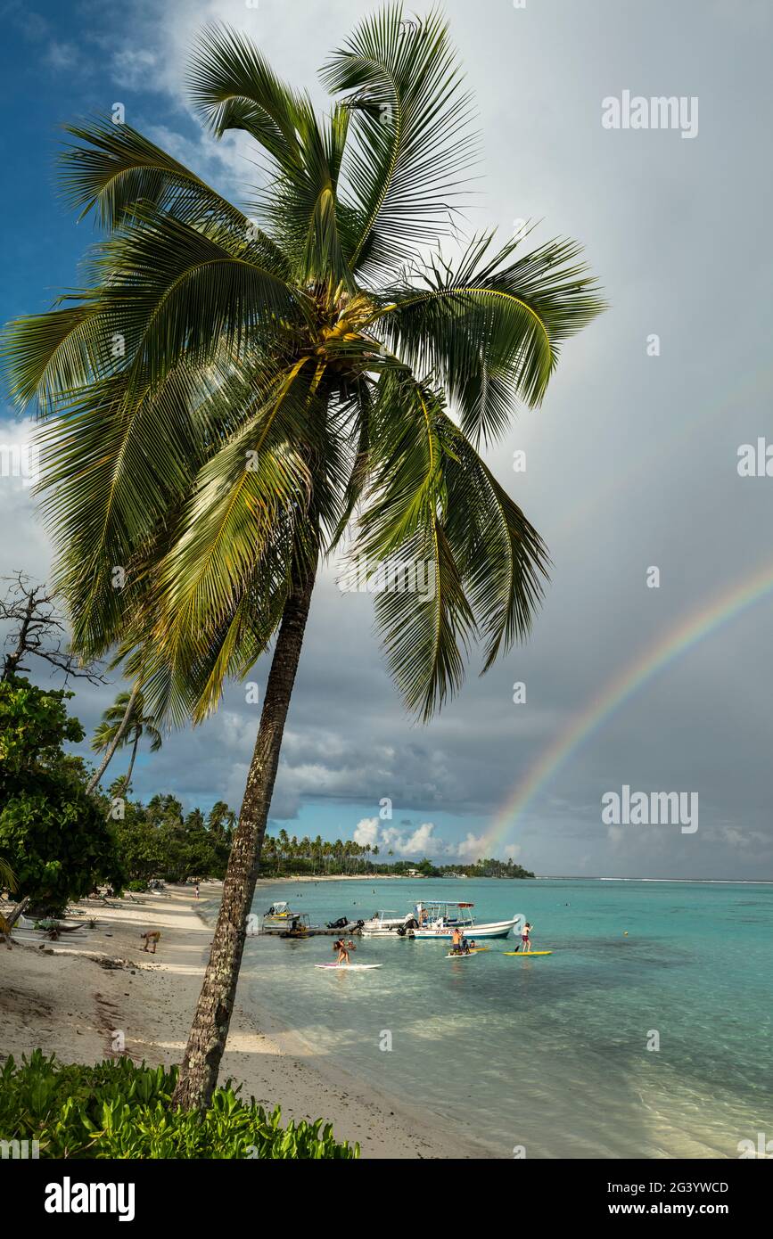 Coconut palms italy hi-res stock photography and images - Alamy