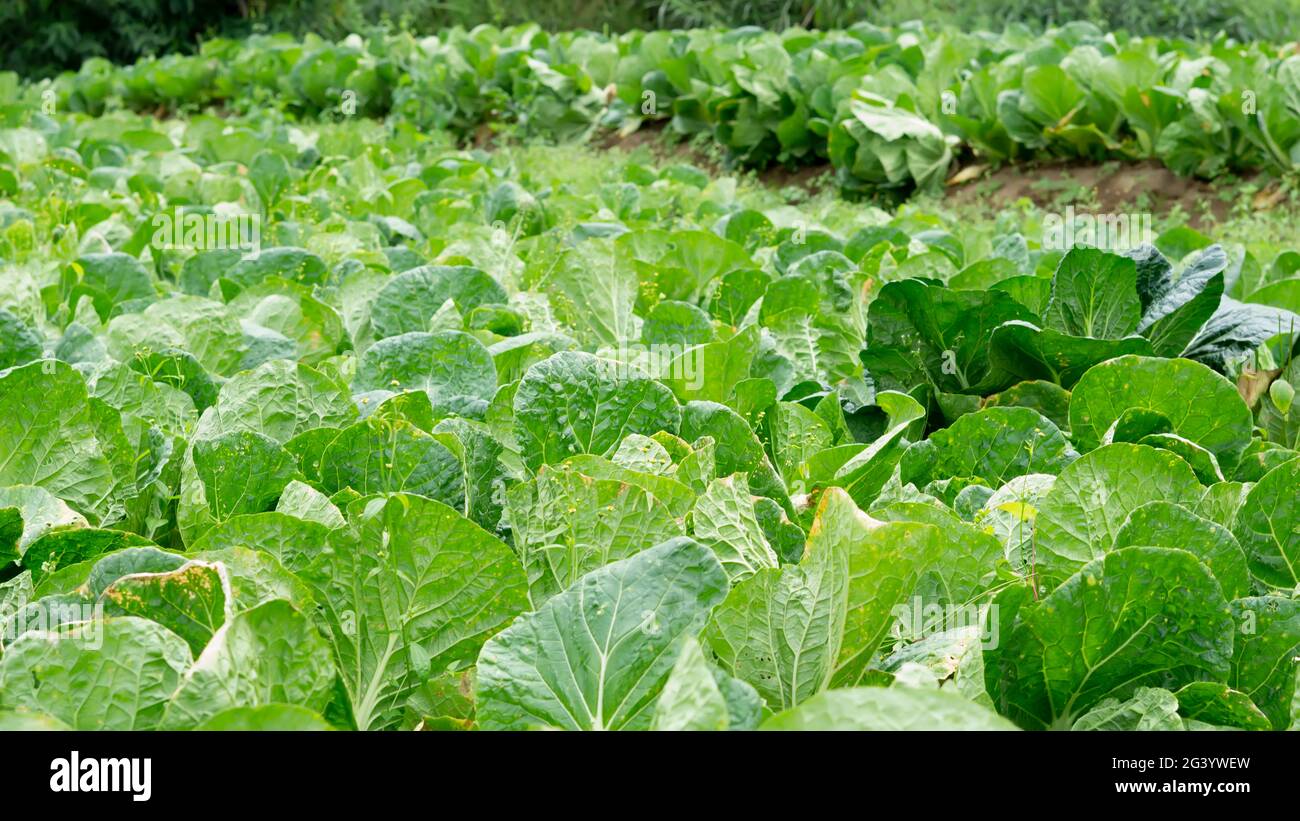 Indonesian Very fresh Chinese cabbage vegetable plantation is ready to be harvested Stock Photo ...