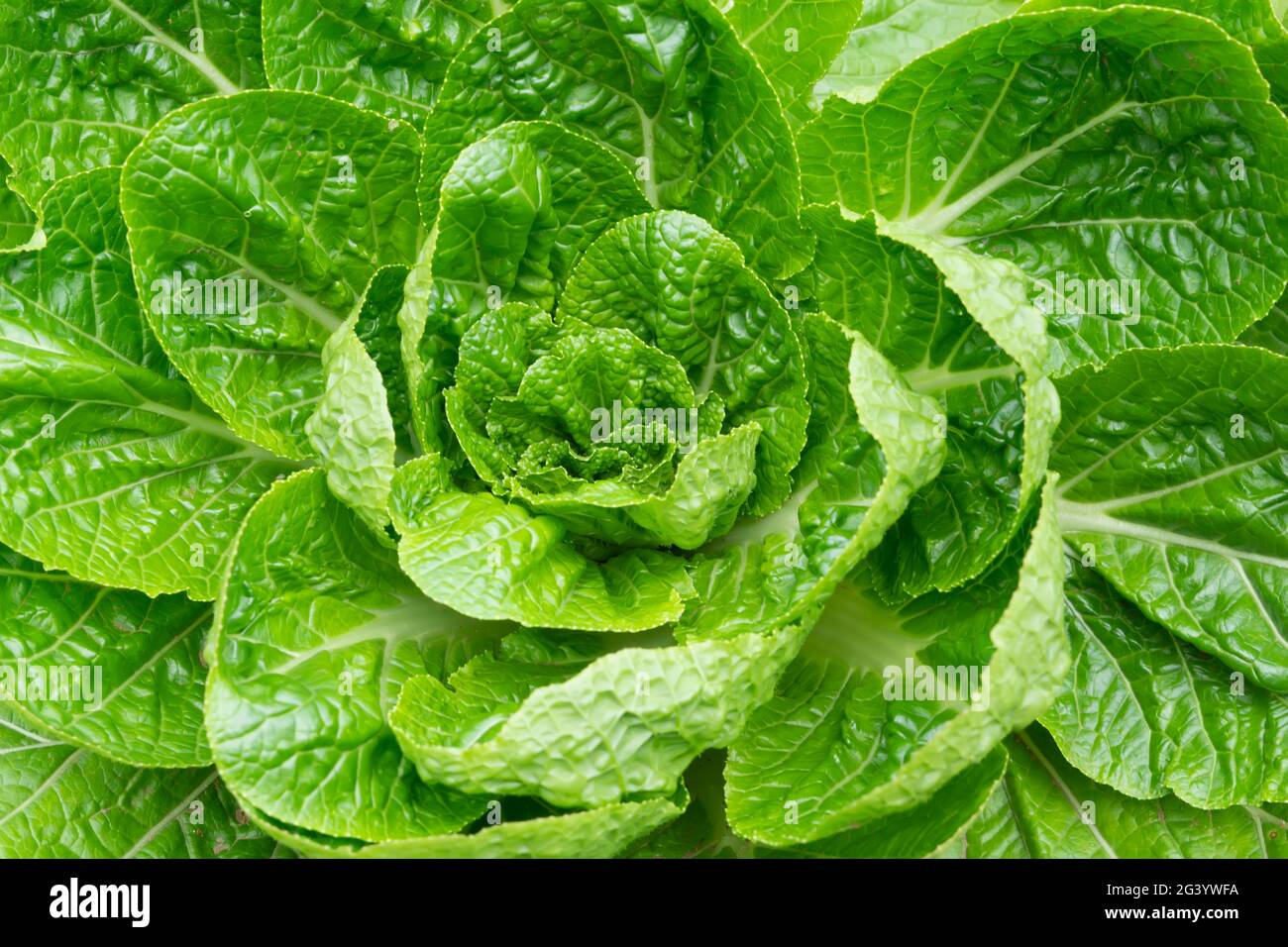 Indonesian Fresh Chinese cabbage in the vegetable garden in the photo ...