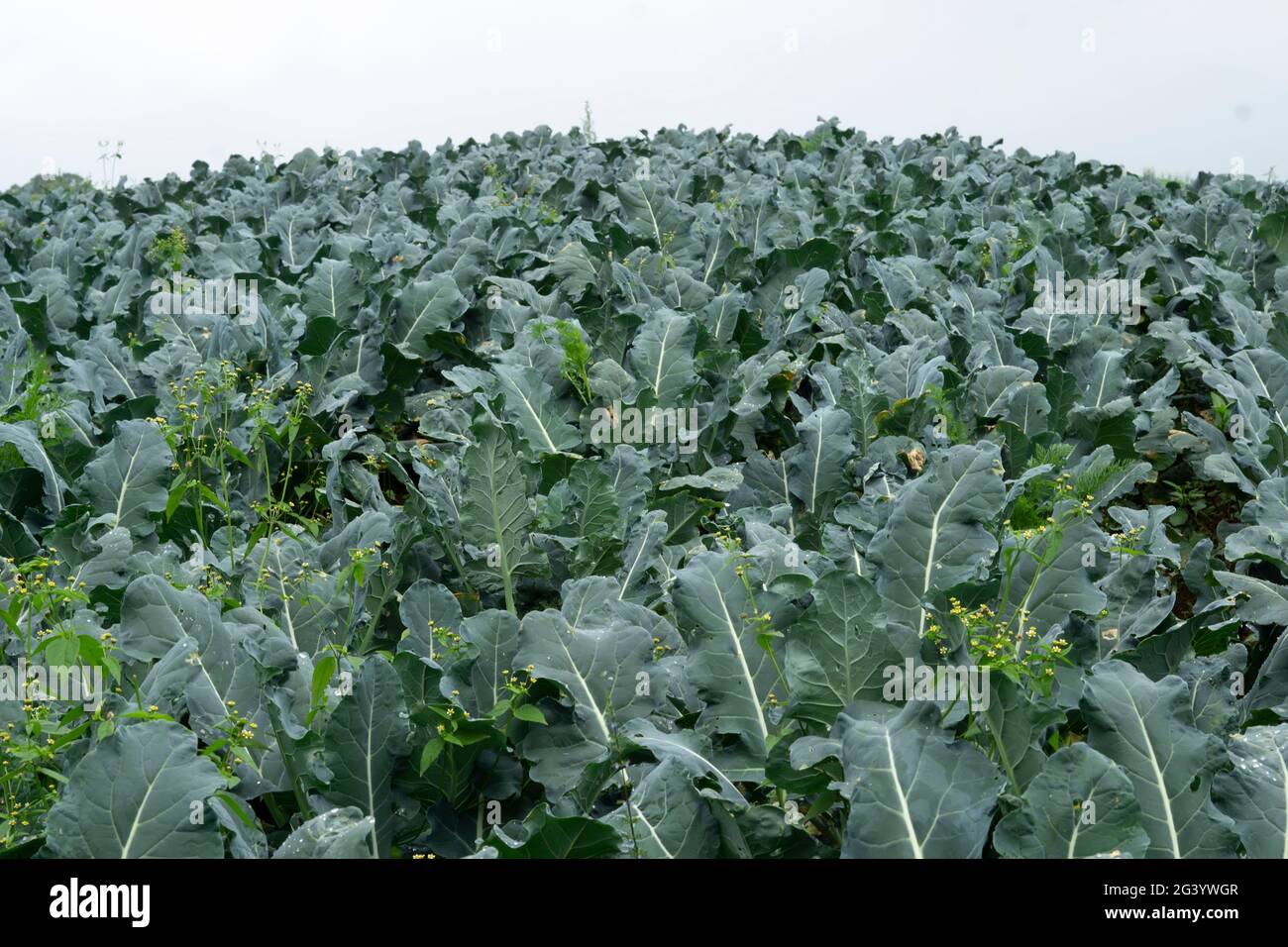 Indonesia Green broccoli garden with clear sky view Stock Photo - Alamy