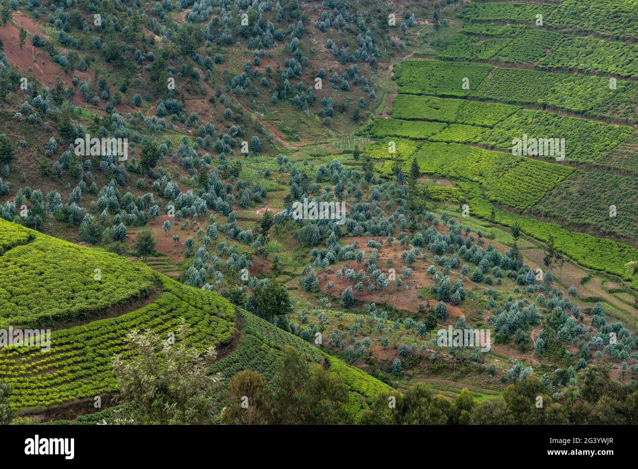 View over tea plantation on hillside, near Mudasomwa, Southern Province ...