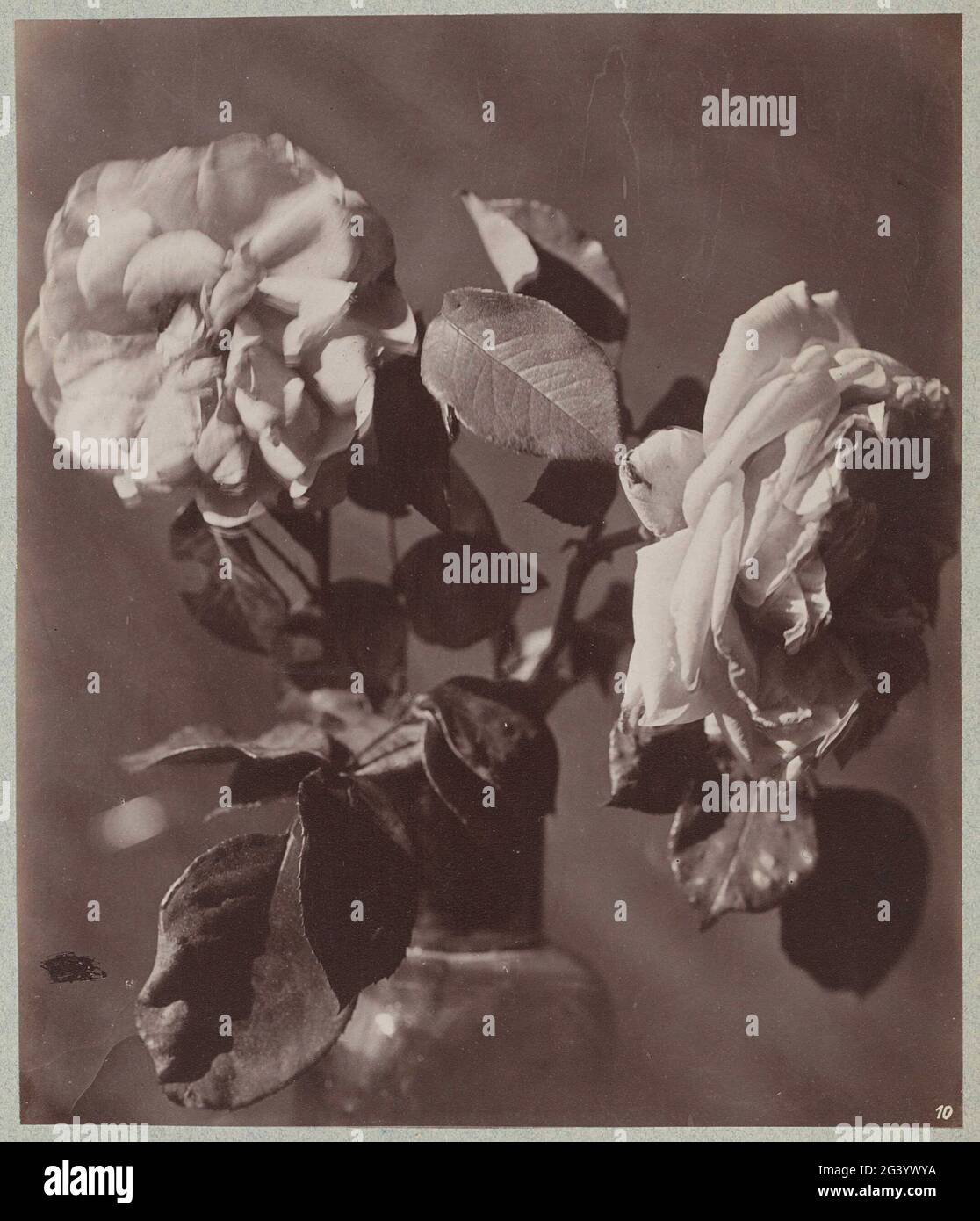 Flower study. Part of collective tape with photos of flower studies ...