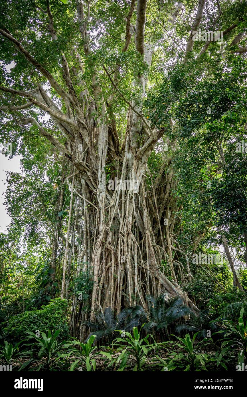 Banyan tree, Vanuatu, South Pacific, Oceania Stock Photo - Alamy