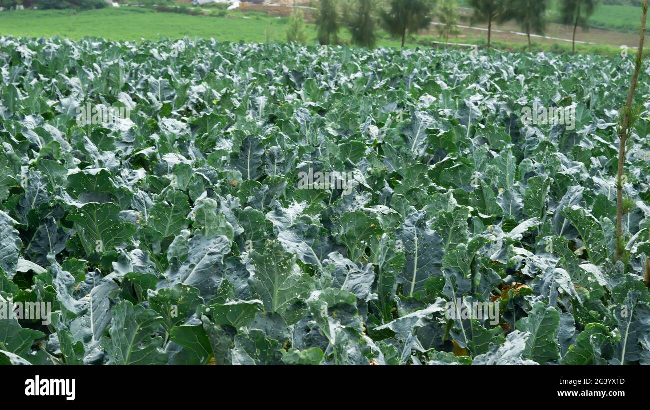 Indonesia Green broccoli garden with clear sky view Stock Photo - Alamy