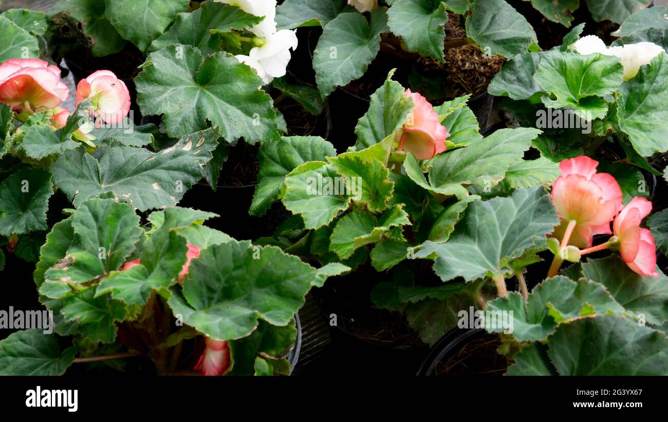 Indonesian Ornamental plants grown in beautiful black plastic pots ...