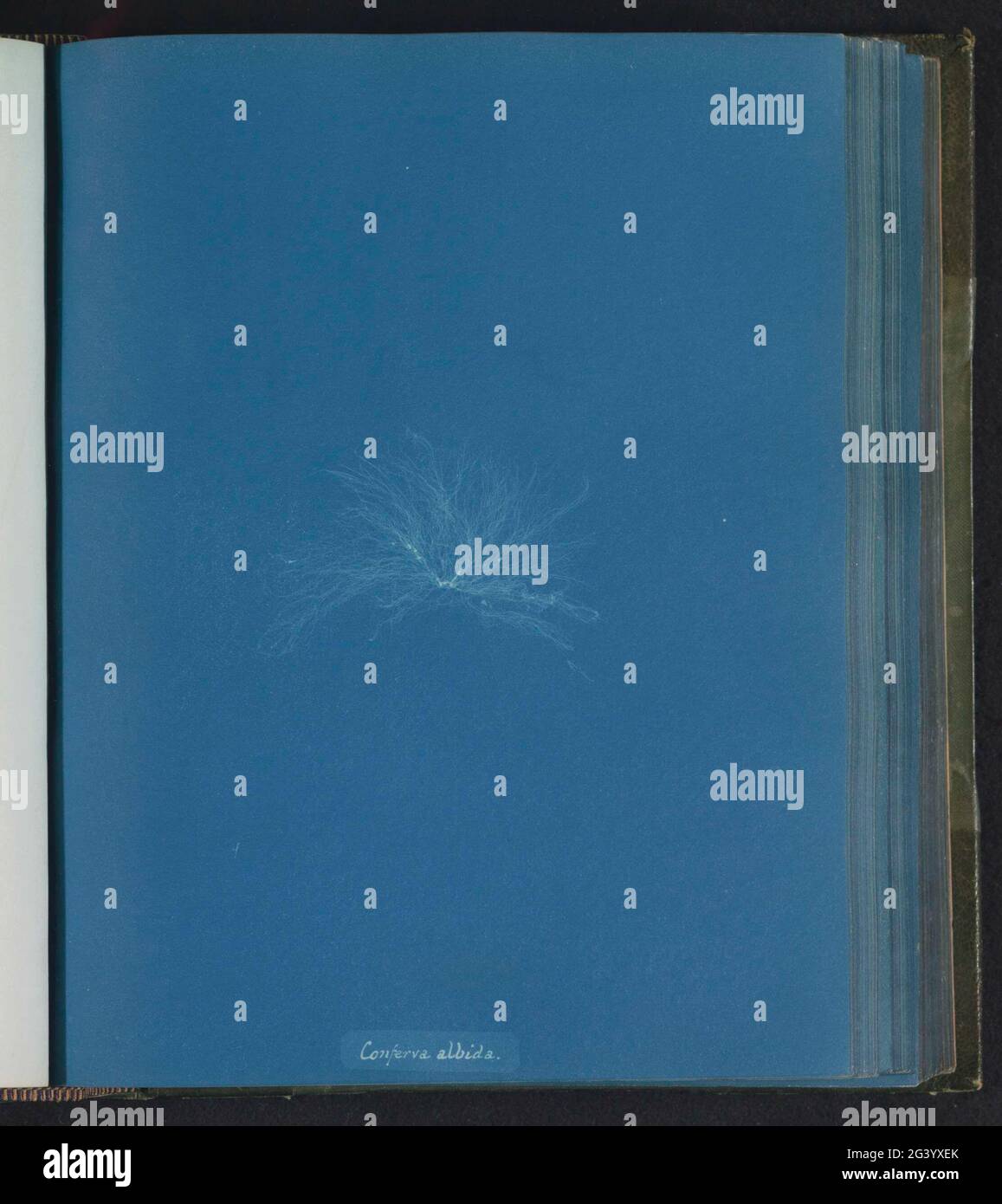 Conferva albida hi-res stock photography and images - Alamy