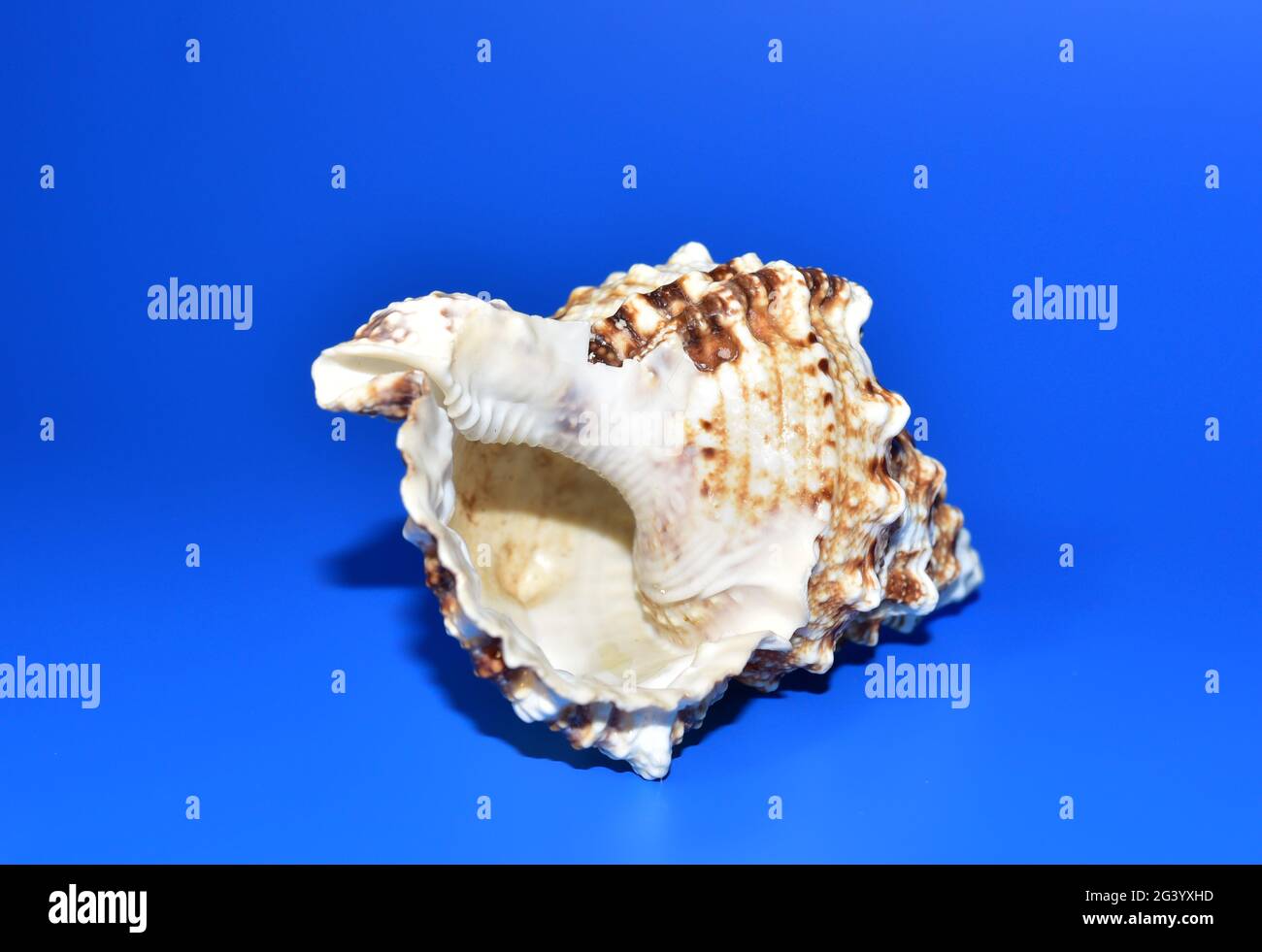 Seashell on a blue background. Sea shells collected on tropical sandy ...