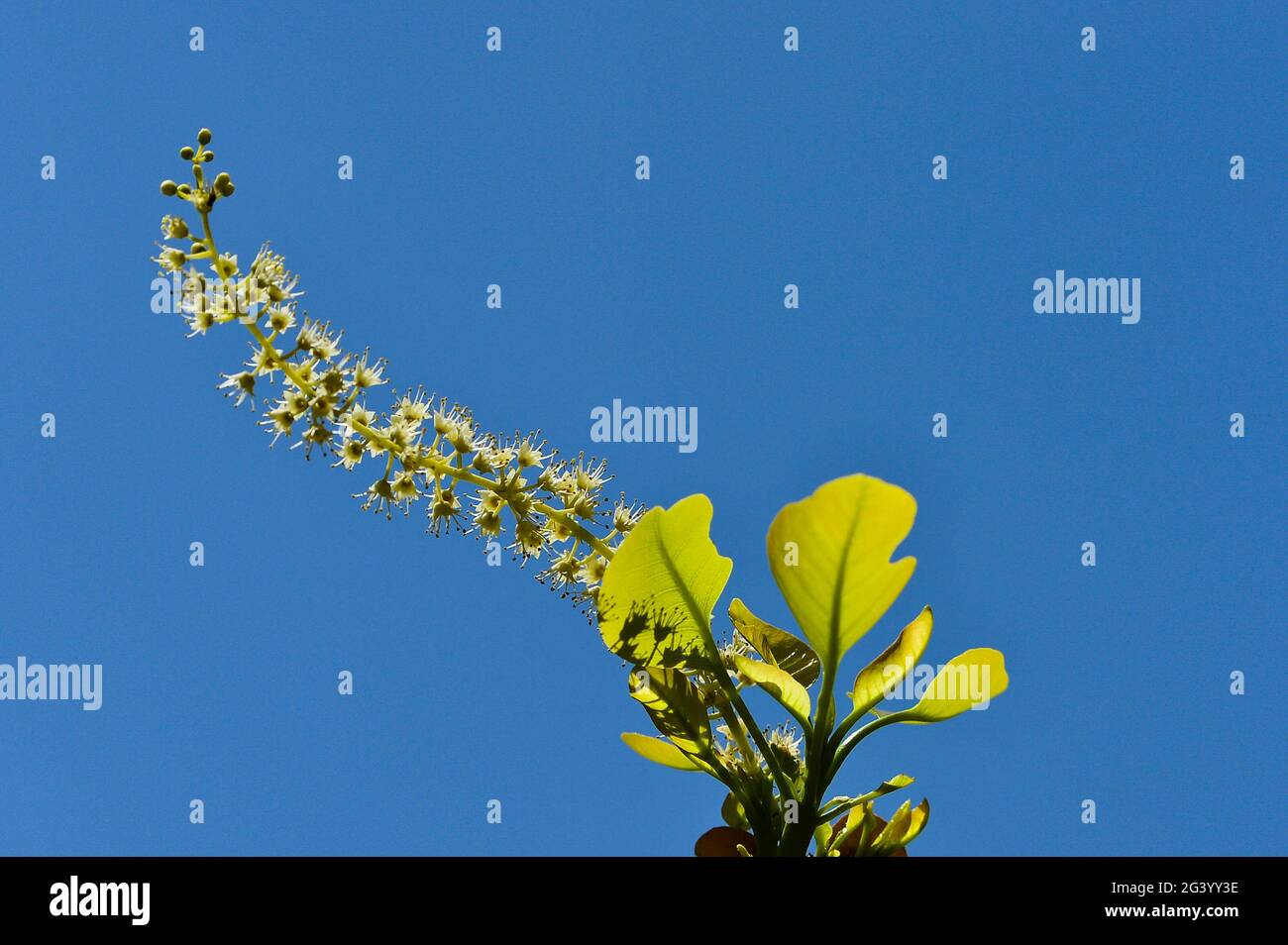 Kakadu Plum High Resolution Stock Photography and Images - Alamy