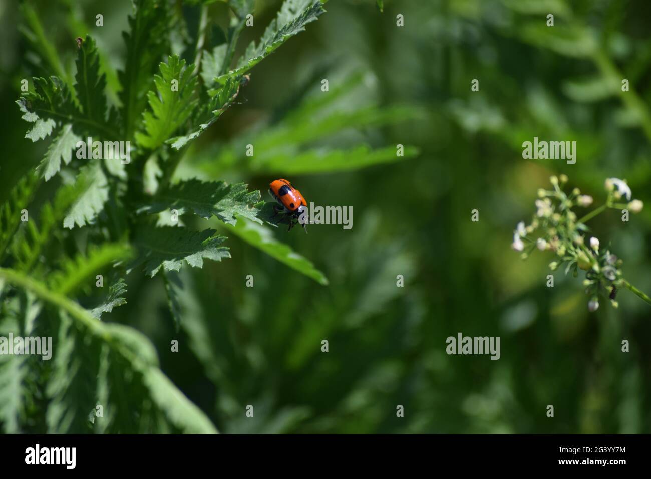 Two spotted fall beetles hi-res stock photography and images - Alamy
