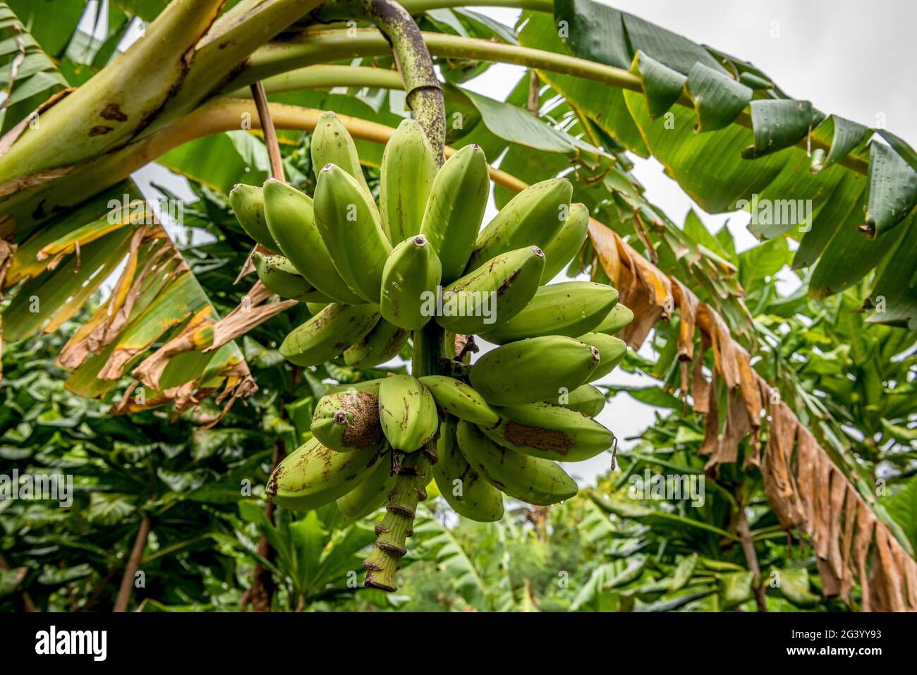 Bananas plantains plant hi-res stock photography and images - Alamy