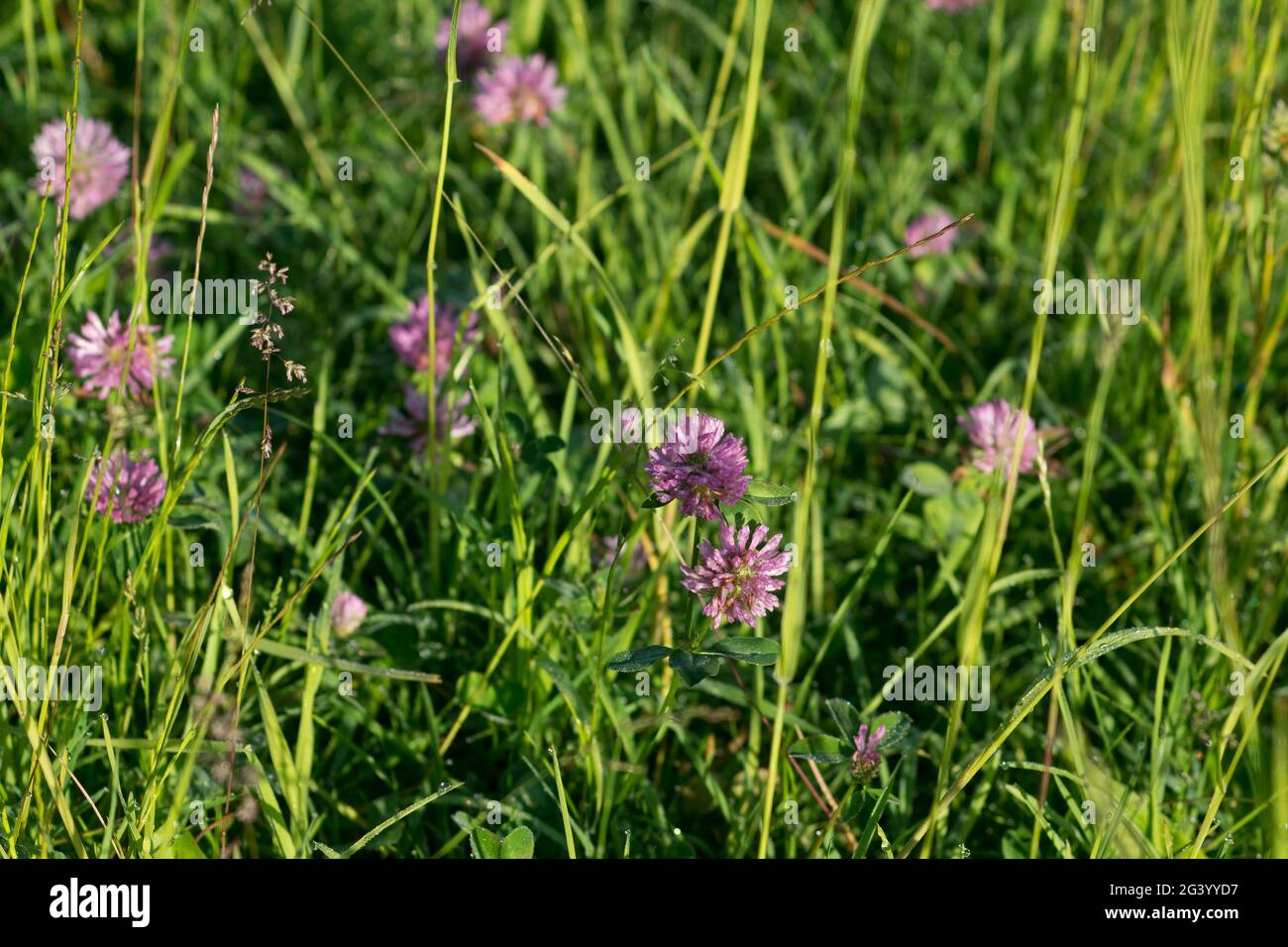 Clover lawn weed hi-res stock photography and images - Alamy