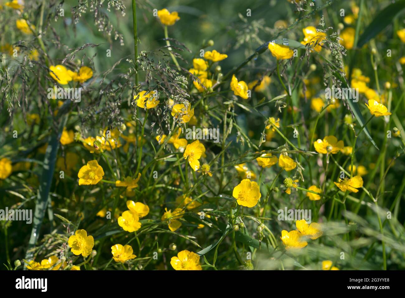 Meadoe flowers hi-res stock photography and images - Alamy
