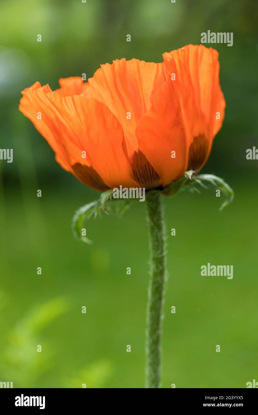 Papaver orientale blossom hi-res stock photography and images - Alamy