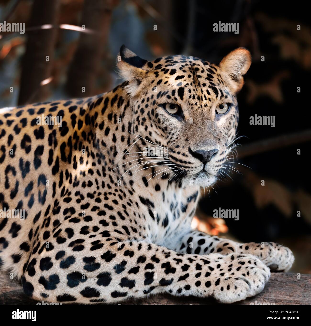 Sri Lanka Ceylon Leopard, Panthera pardus kotiya Stock Photo - Alamy