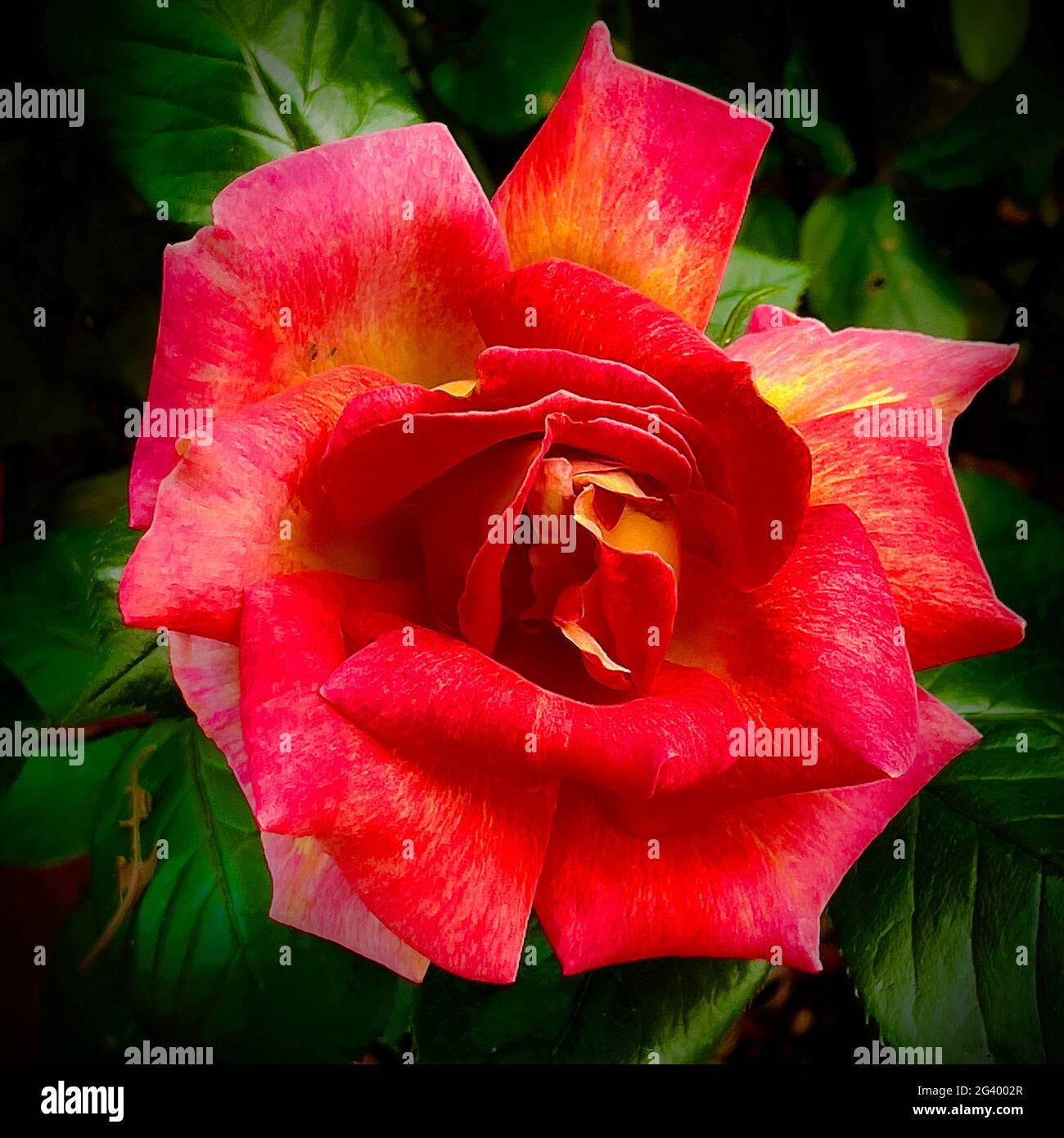 Trailing rose hi-res stock photography and images - Alamy
