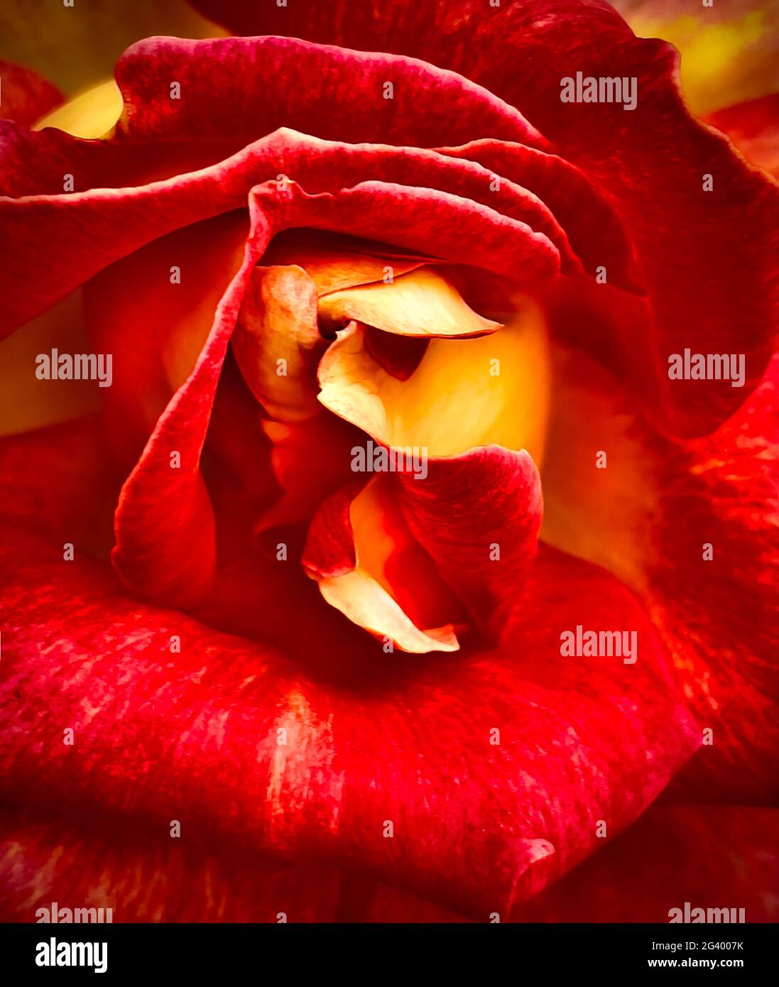 Close Up Rose Stock Photo - Alamy
