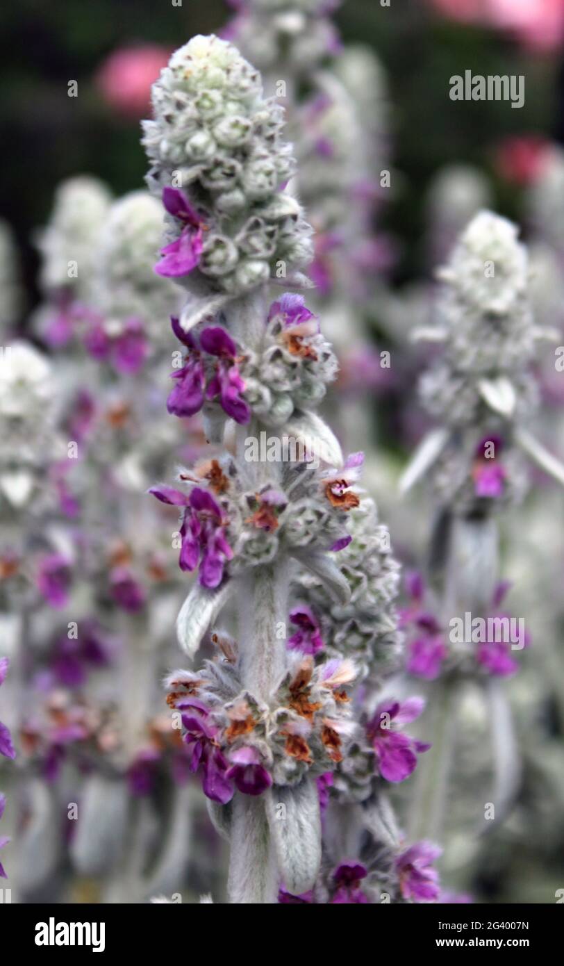 Lambs ear flower hi-res stock photography and images - Alamy