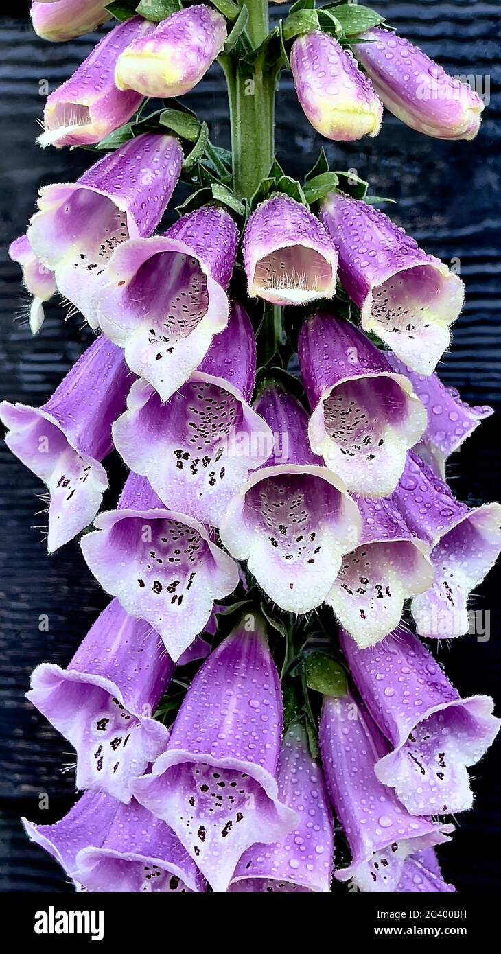 Foxglove ii hi-res stock photography and images - Alamy